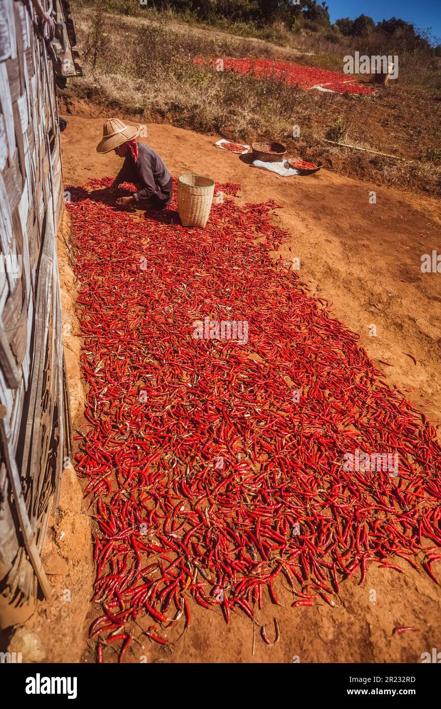 Myanmar, Shan state, January 15th, 2020: Local farmers are working in ...
