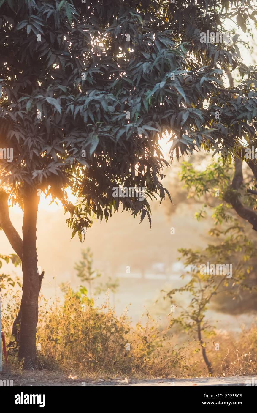 beautiful sunset. Dust blowing the golden sunlight streaming through ...