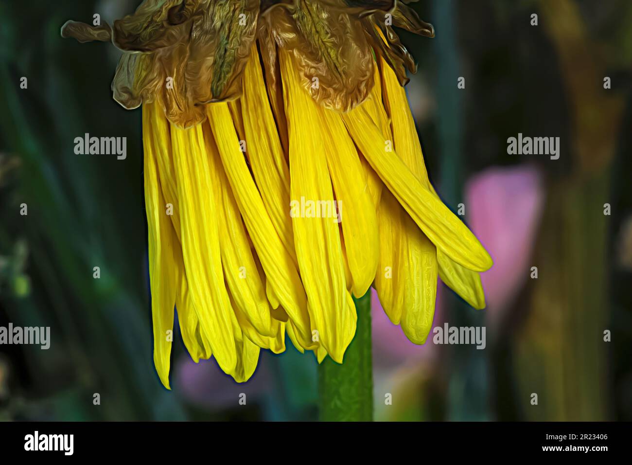 Beautiful natures bloom daisy with yellow petals wilting Stock Photo ...