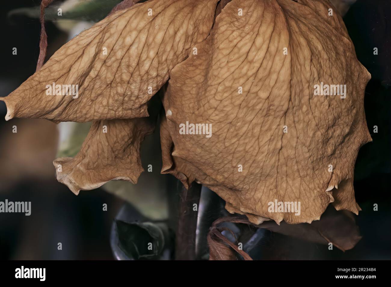 Beautiful nature image of a dead brown rose bud. Shot in macro up close ...