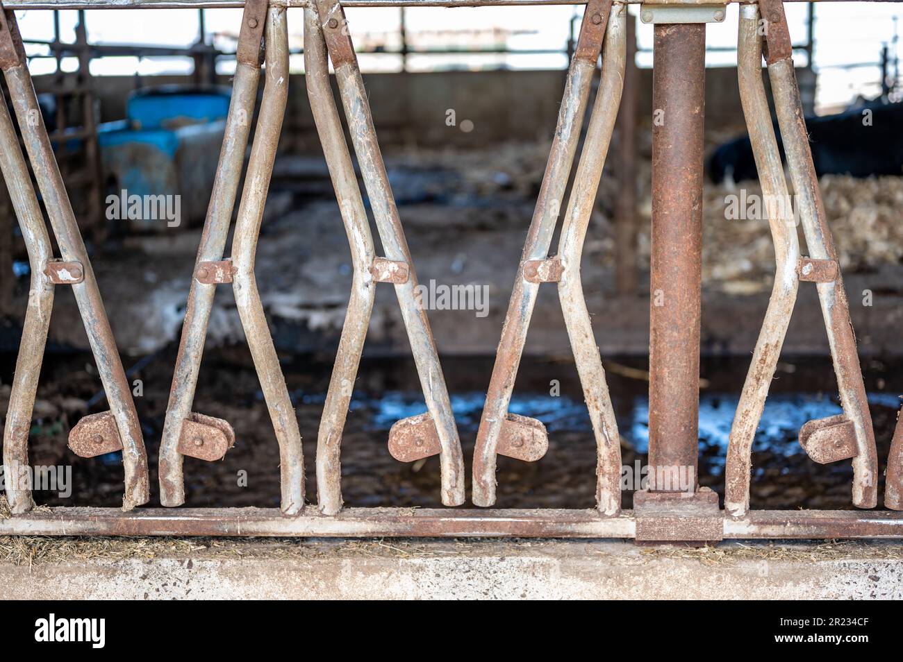 Row of stanchions in a dairy barn made for cattle to eat through and ...