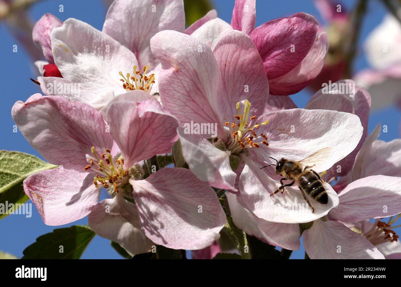 Trees important for insects hi-res stock photography and images - Alamy
