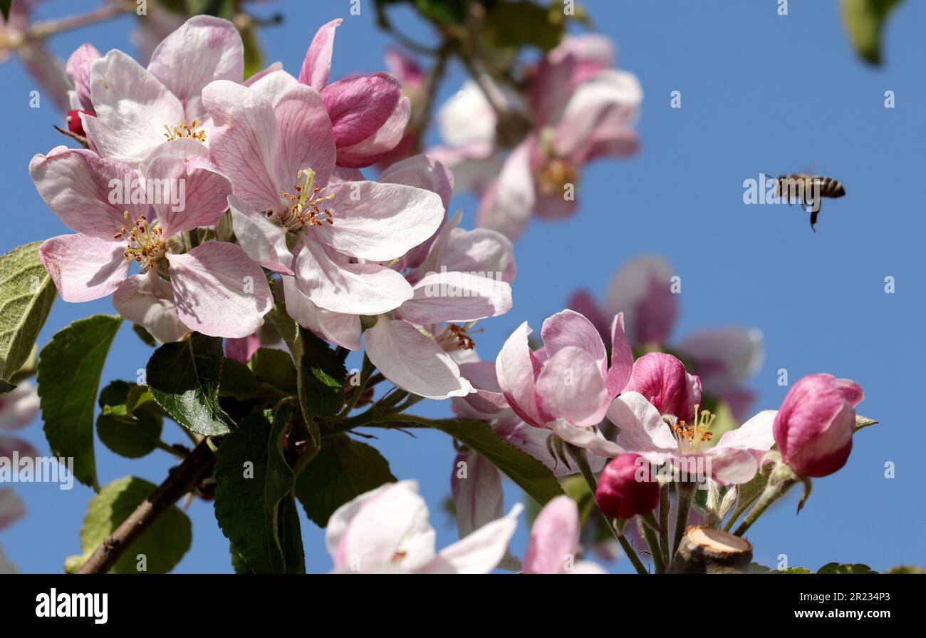 Trees important for insects hi-res stock photography and images - Alamy