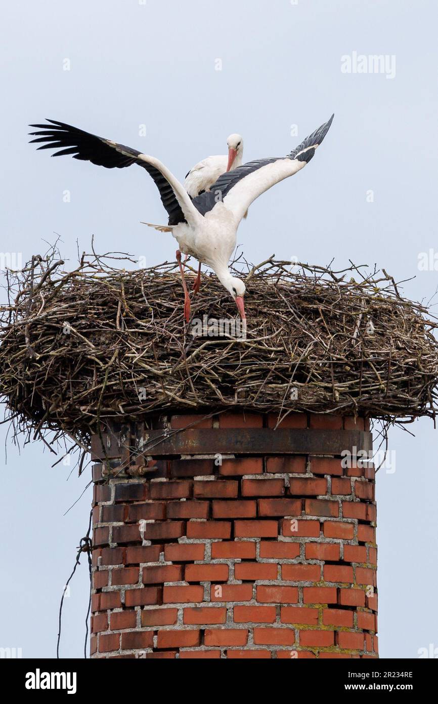 Uehlfeld, Germany. 10th May, 2023. A stork takes off from its eyrie on ...