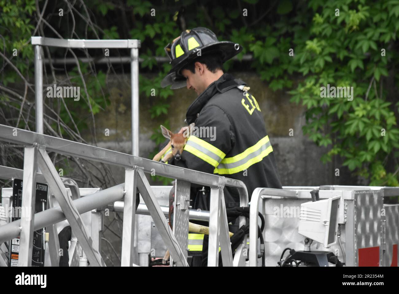 Firefighter rescue animal united states hi-res stock photography and ...