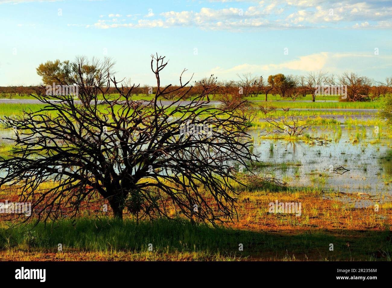 Dead tree in flooded landscape, Pilbara, Northwest Australia Stock ...