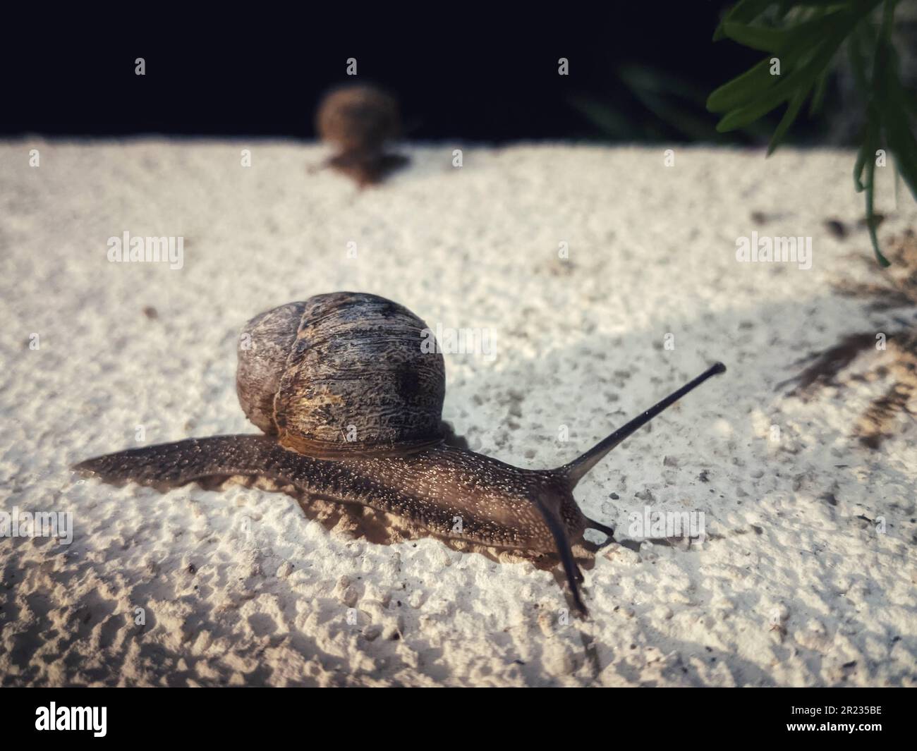 The brown snails slowly moving across a white stone surface Stock Photo ...