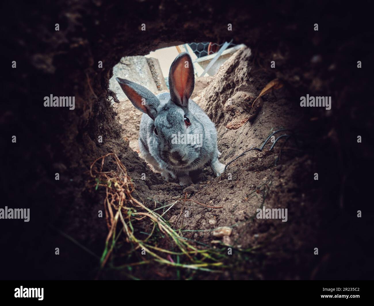 A rabbit in a shallow burrow in the ground Stock Photo - Alamy