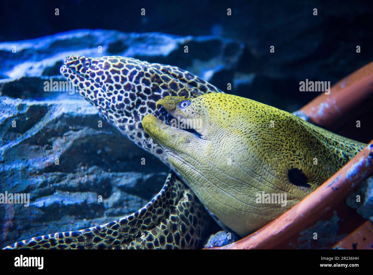 Underwater Giant Moray Eel Stock Photo - Alamy