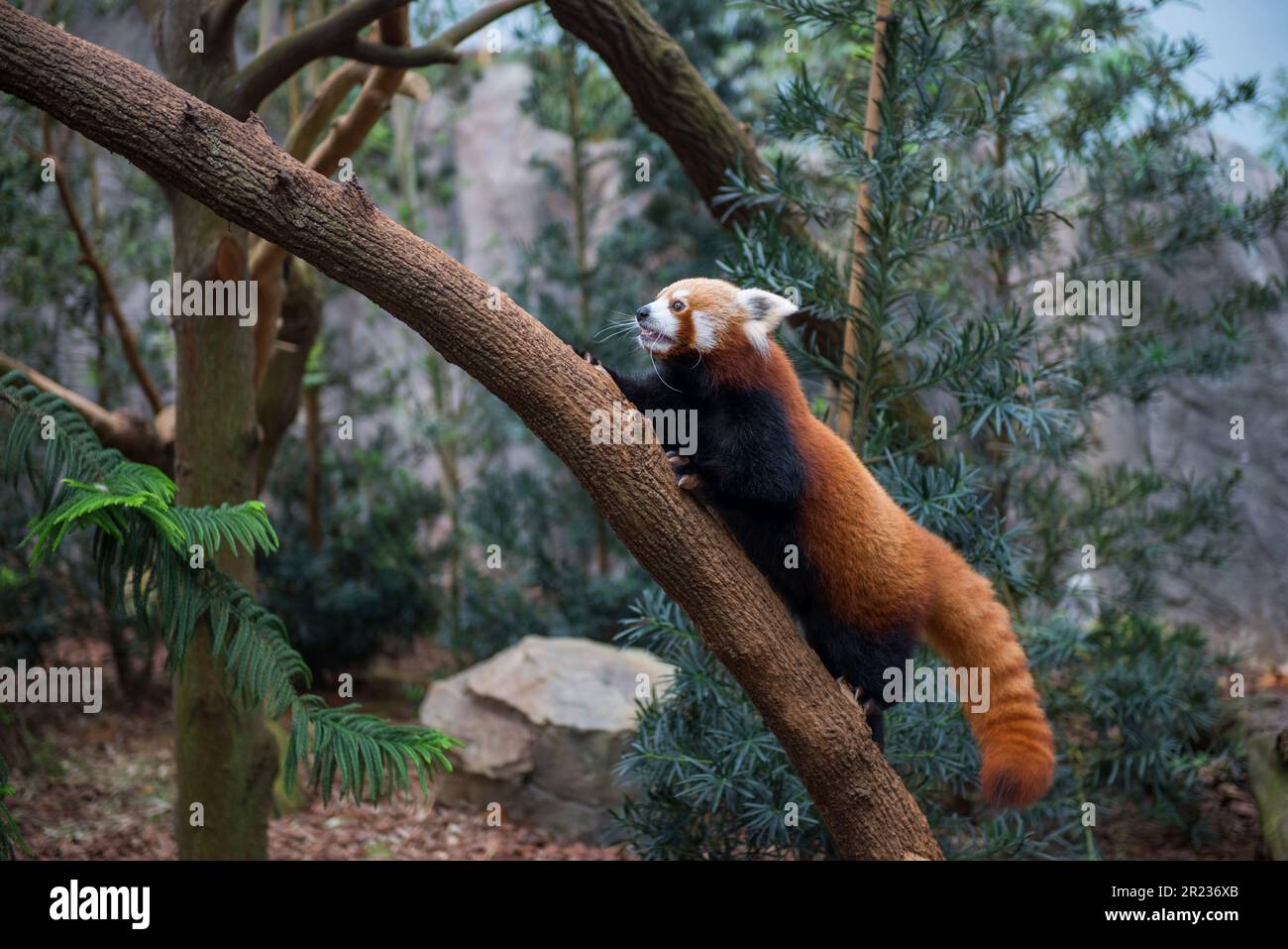 red panda or red raccoon climbing tree Stock Photo - Alamy
