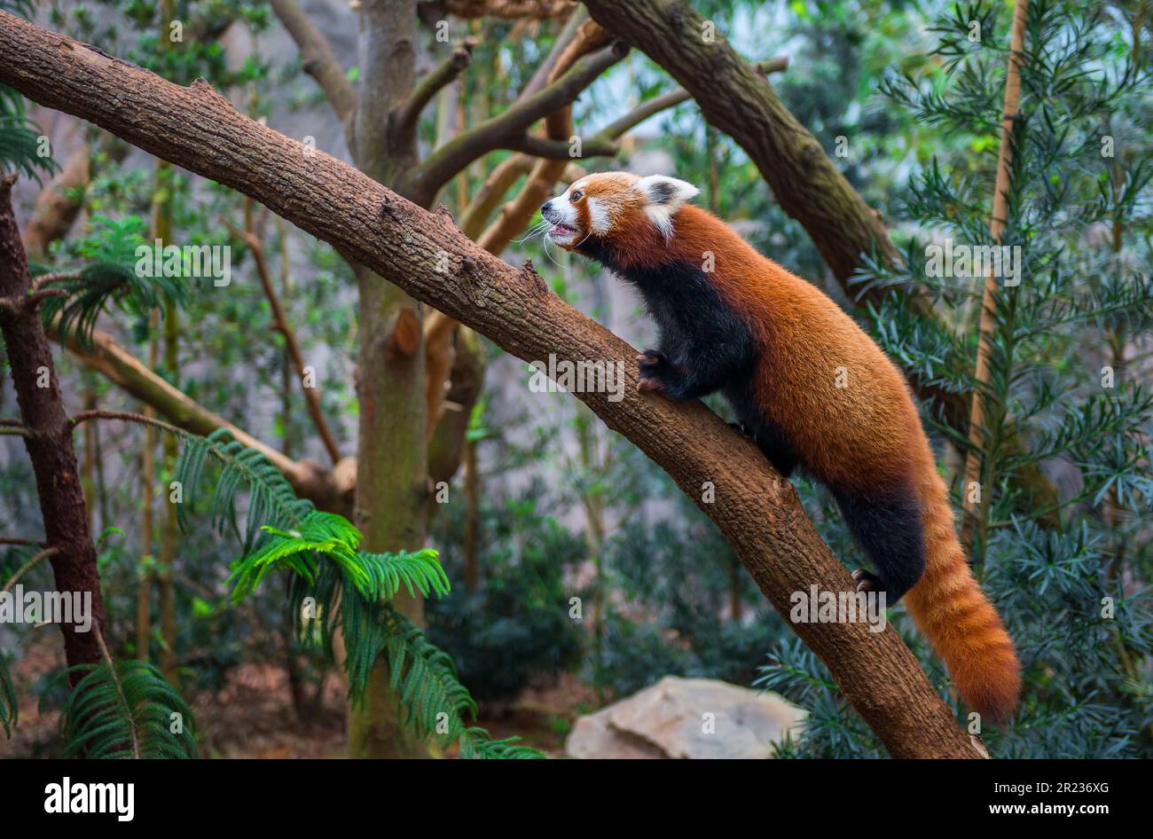 Raccoon climbing tree hi-res stock photography and images - Alamy