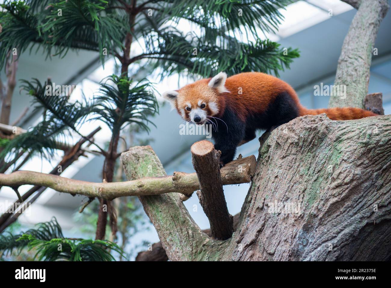 red panda or red raccoon climbing tree Stock Photo - Alamy