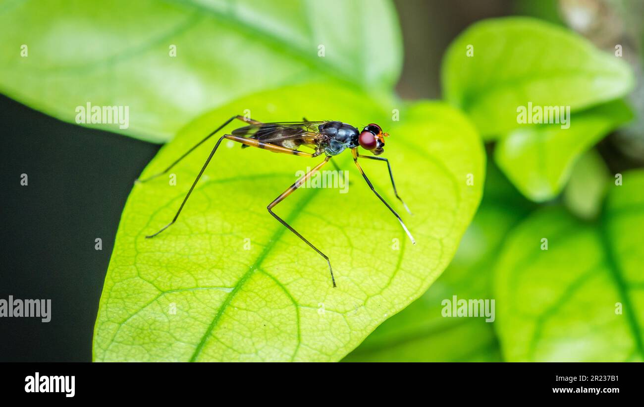 Close up photo of long legged fly hi-res stock photography and images ...
