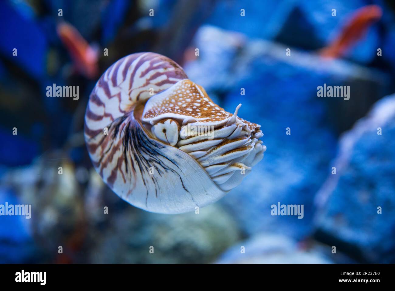 Nautilus pompilius or chambered nautilus, is a cephalopods with a ...