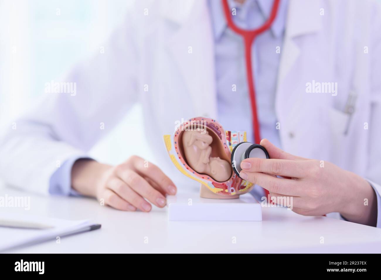 Gynecologist in work uniform holds fetus artificial model Stock Photo ...