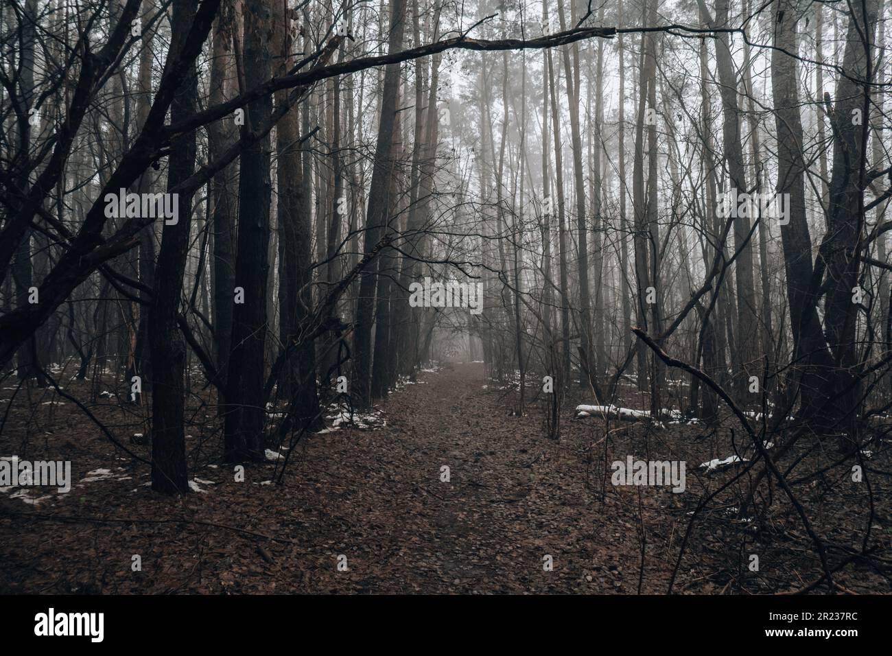 Road passing through scary mysterious forest with green light in fog in ...