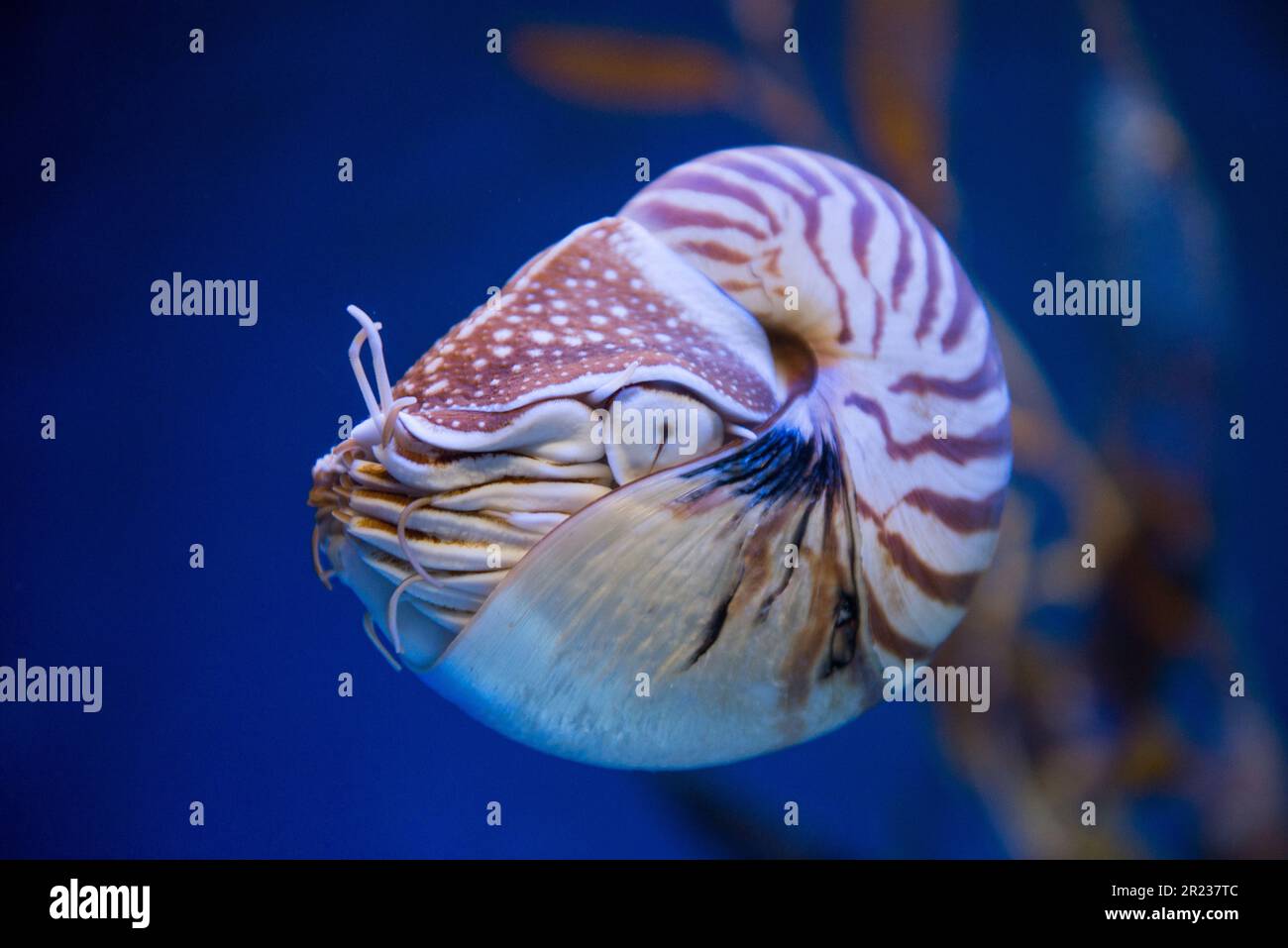 Nautilus pompilius or chambered nautilus, is a cephalopods with a ...