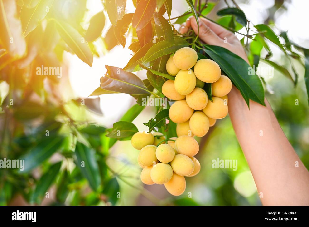 Marian plum fruit in marian plum tree in the garden tropical fruit ...