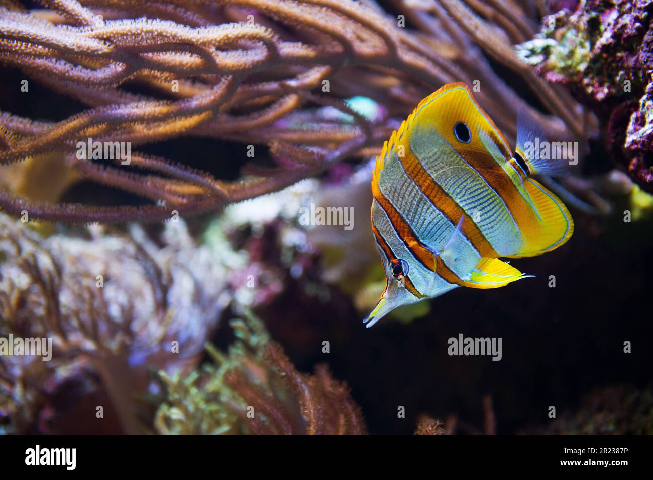 Butterfly fish in coral reef Stock Photo - Alamy