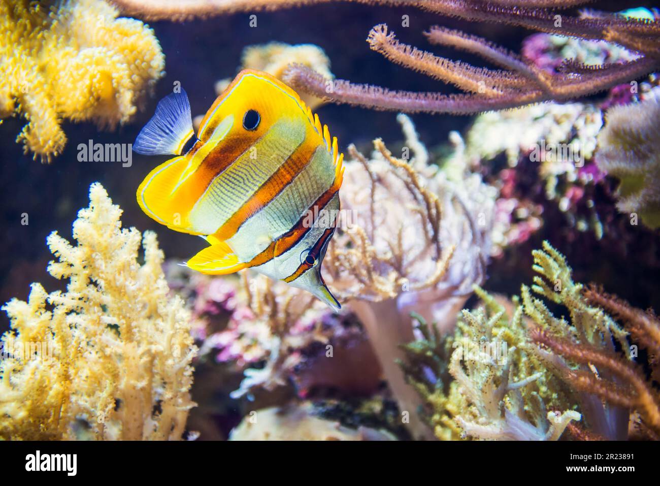 Image yellow tang fish hi-res stock photography and images - Alamy