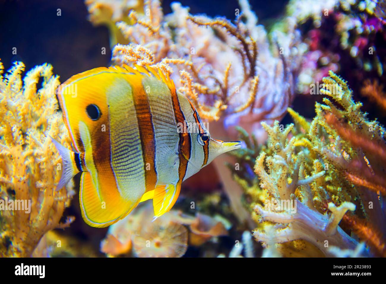 Butterfly fish in coral reef Stock Photo - Alamy