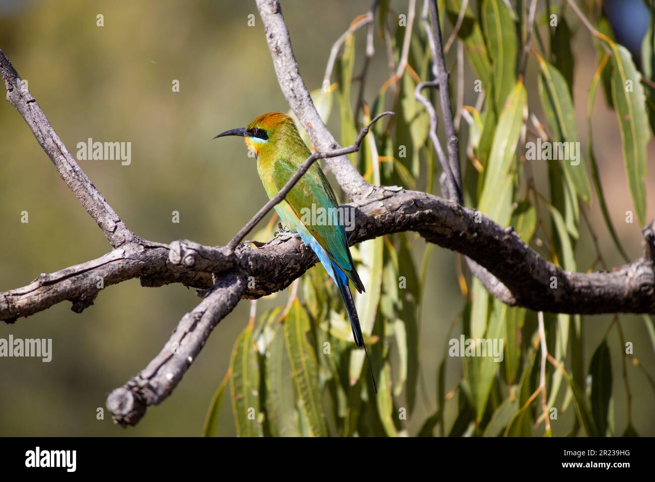 Australian migratory insect hi-res stock photography and images - Alamy