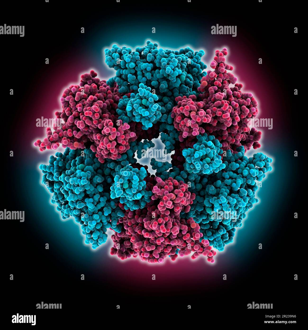 Human DNA helicase MCM8-MCM9 complex, molecular model Stock Photo - Alamy