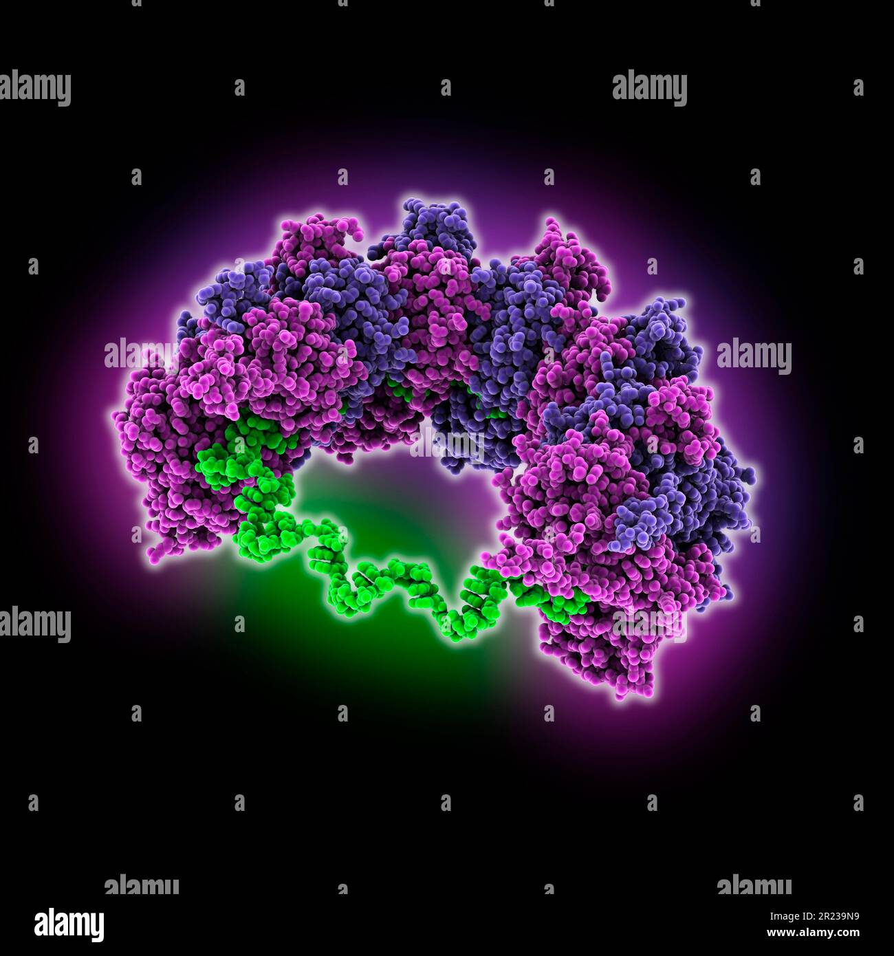 Rabies virus nucleoprotein-RNA complex, molecular model Stock Photo - Alamy