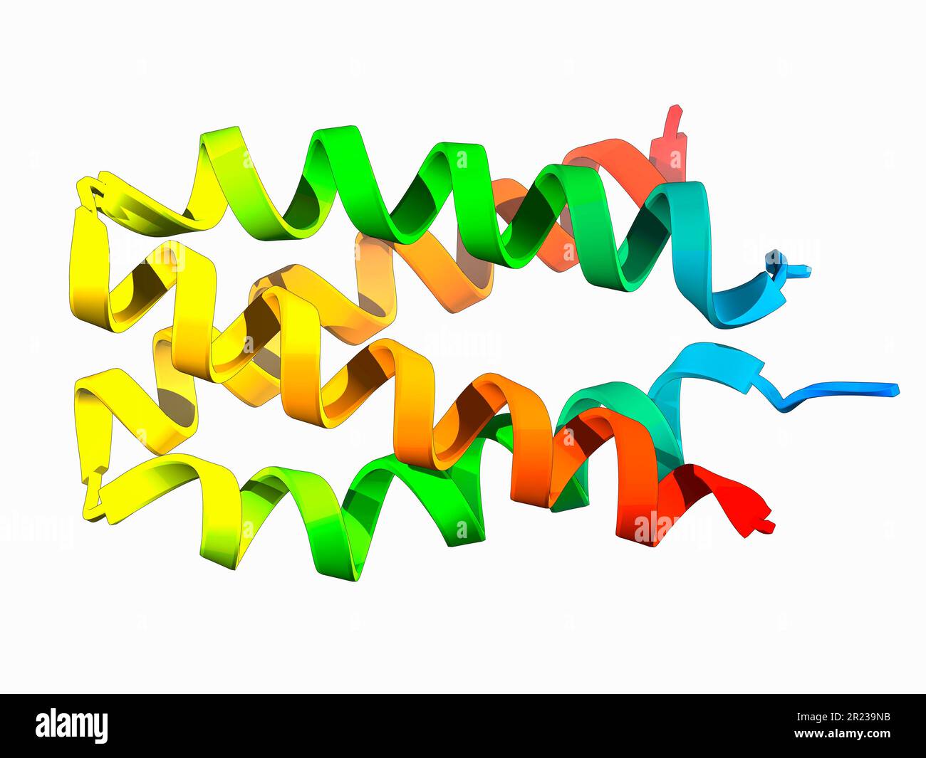 Rabies virus P3 dimerization domain, molecular model Stock Photo - Alamy