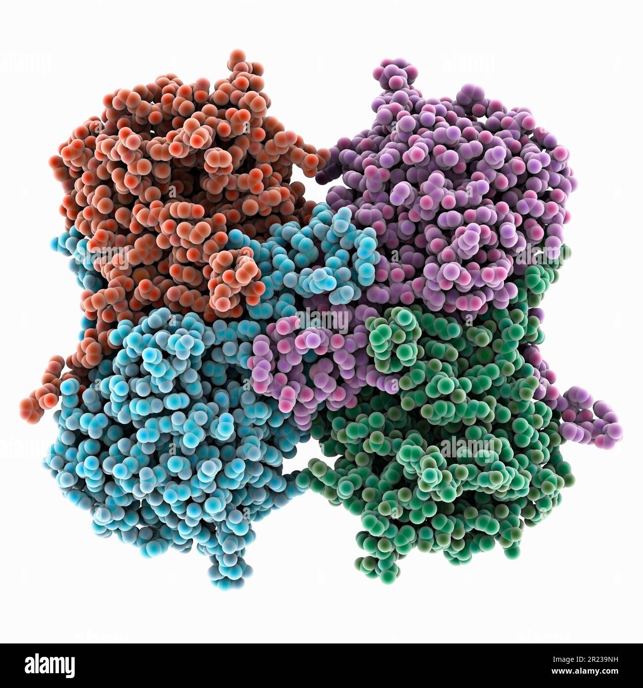 Bile salt hydrolase, molecular model Stock Photo - Alamy