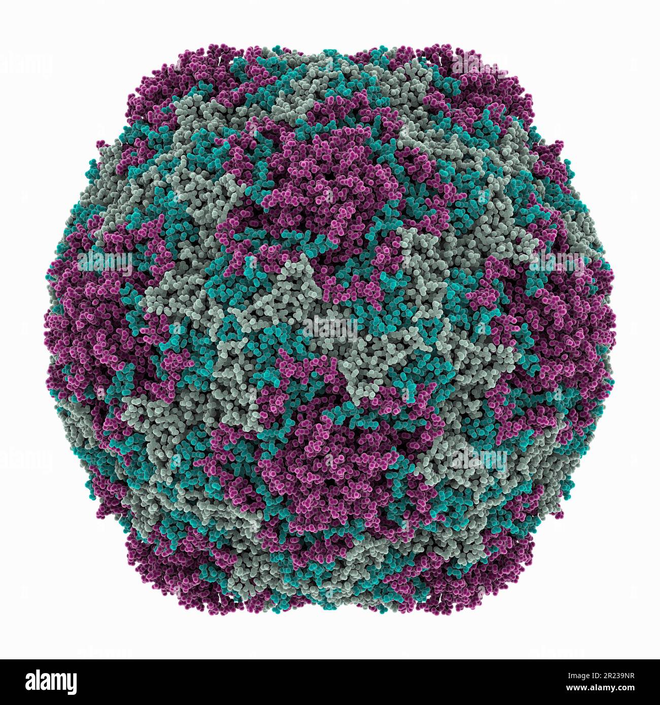 Human enterovirus D68 capsid, molecular model Stock Photo - Alamy