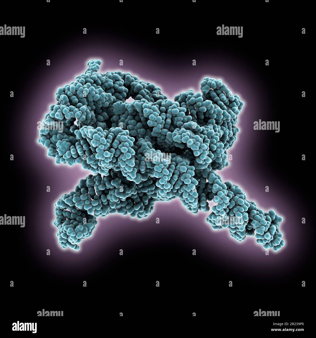 Misfolded RNA from tetrahymena ribozyme, molecular model Stock Photo ...