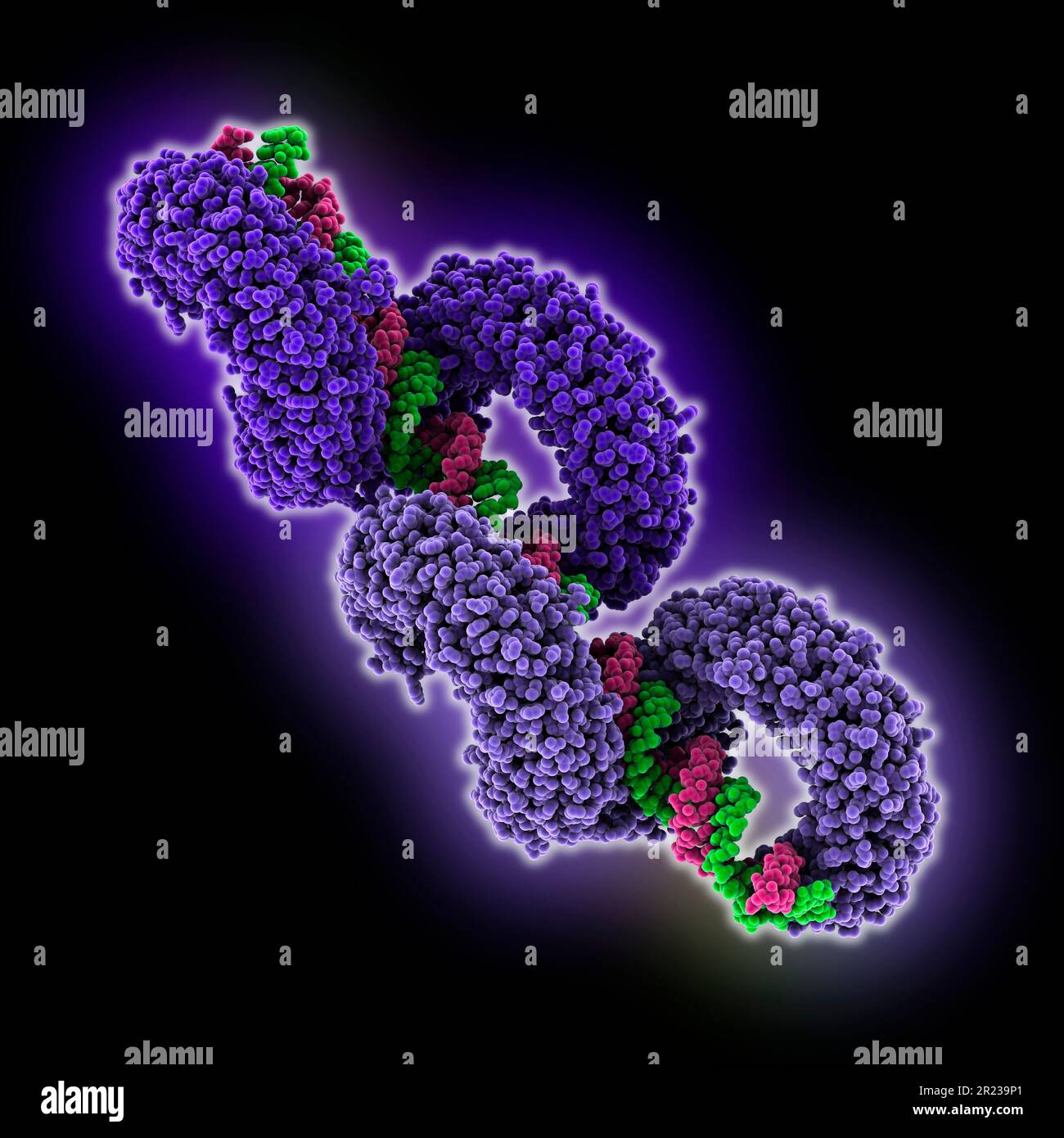 Toll-like receptor 3 complexed with RNA, molecular model Stock Photo ... Toll-like receptor 3 complexed with RNA, molecular model Stock Photo ...