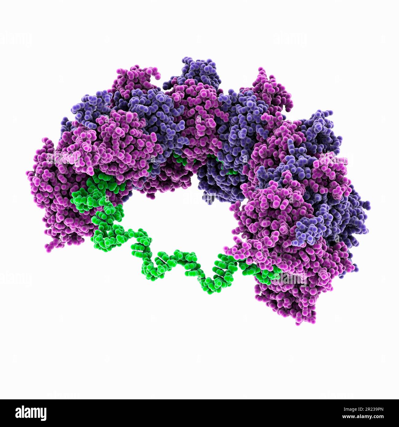 Rabies virus nucleoprotein-RNA complex, molecular model Stock Photo - Alamy