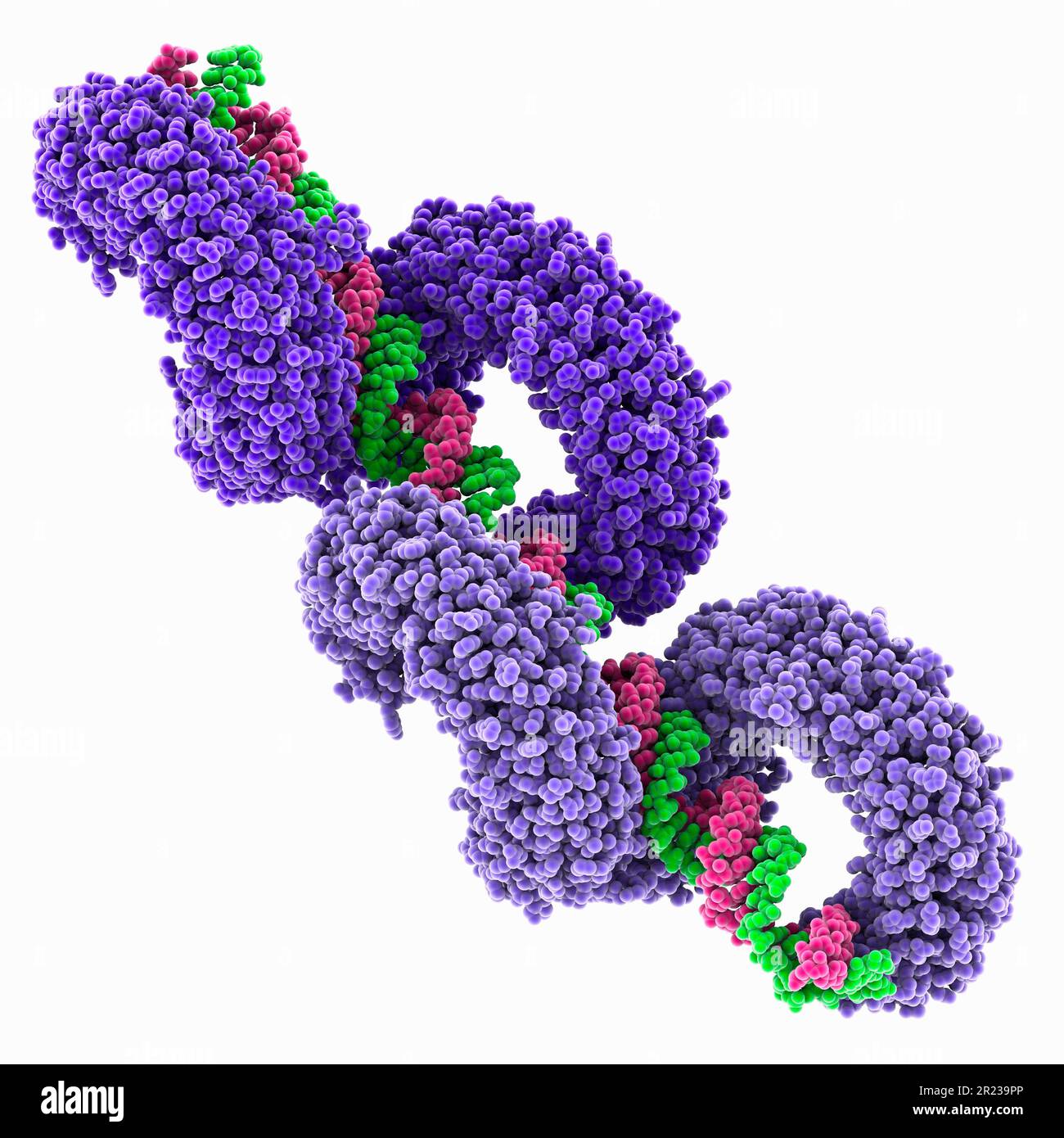 Toll-like receptor 3 complexed with RNA, molecular model Stock Photo ... Toll-like receptor 3 complexed with RNA, molecular model Stock Photo ...