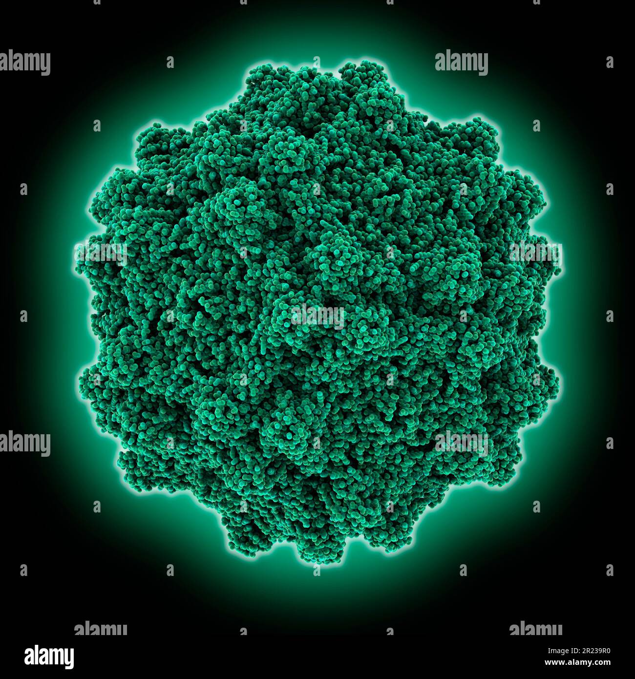 Adeno-associated virus serotype 4 capsid, molecular model Stock Photo ...