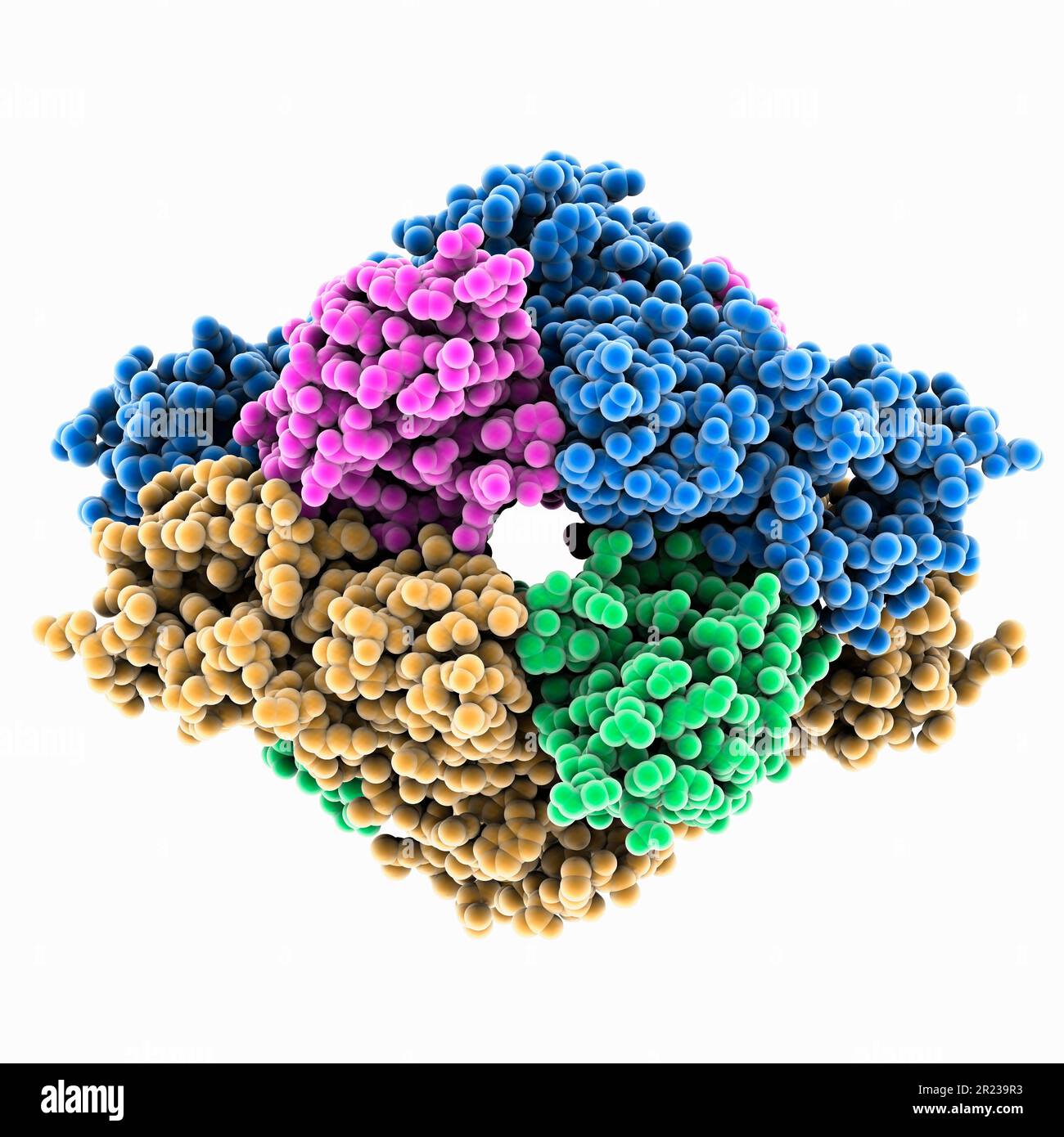 Nanobody aSA3 complexed with SARS-CoV-1, molecular model Stock Photo ...