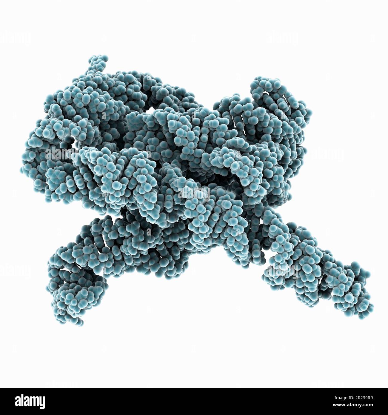 Misfolded RNA from tetrahymena ribozyme, molecular model Stock Photo ...