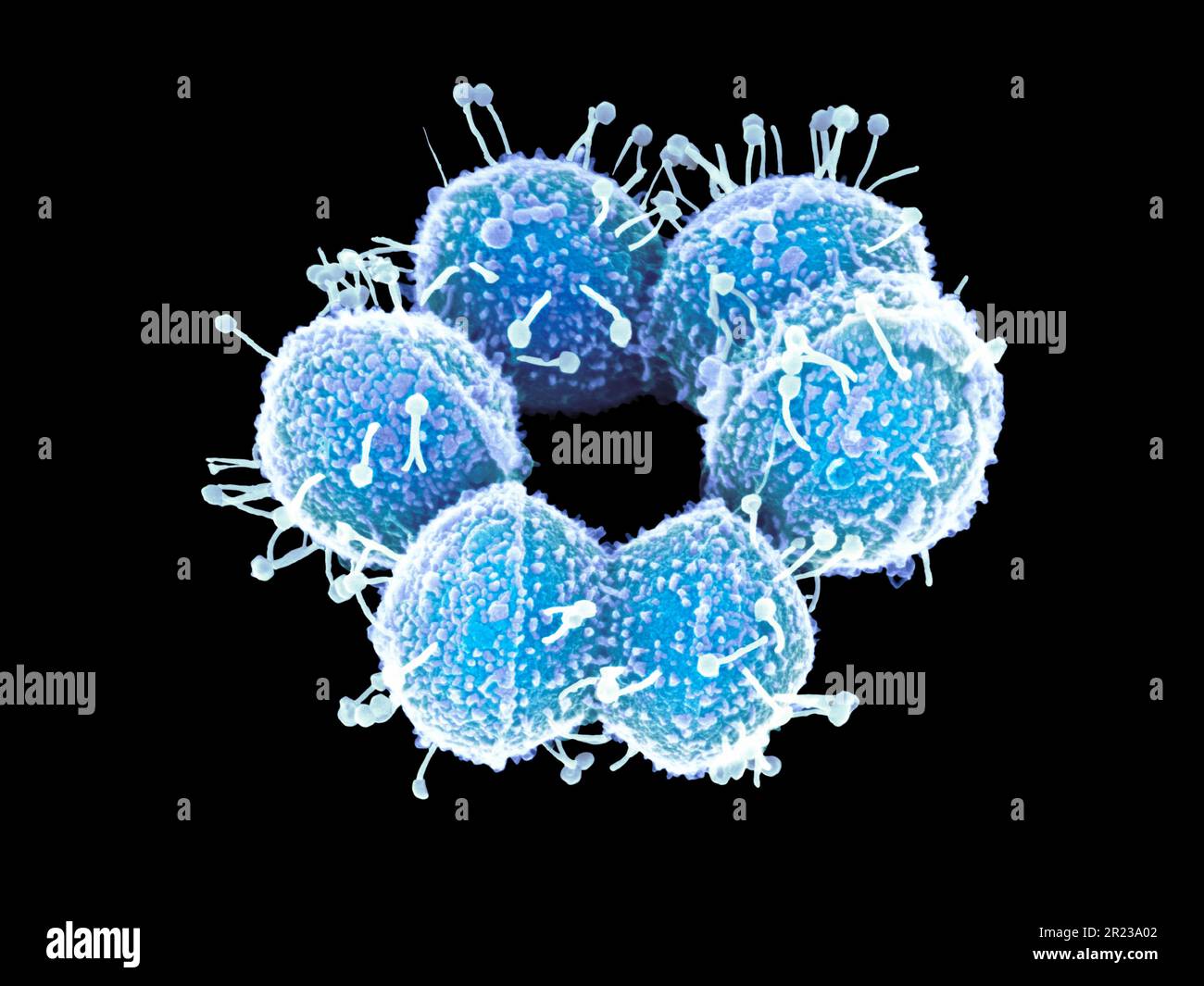 Bacteriophages attacking Streptococcus bacteria, SEM Stock Photo - Alamy