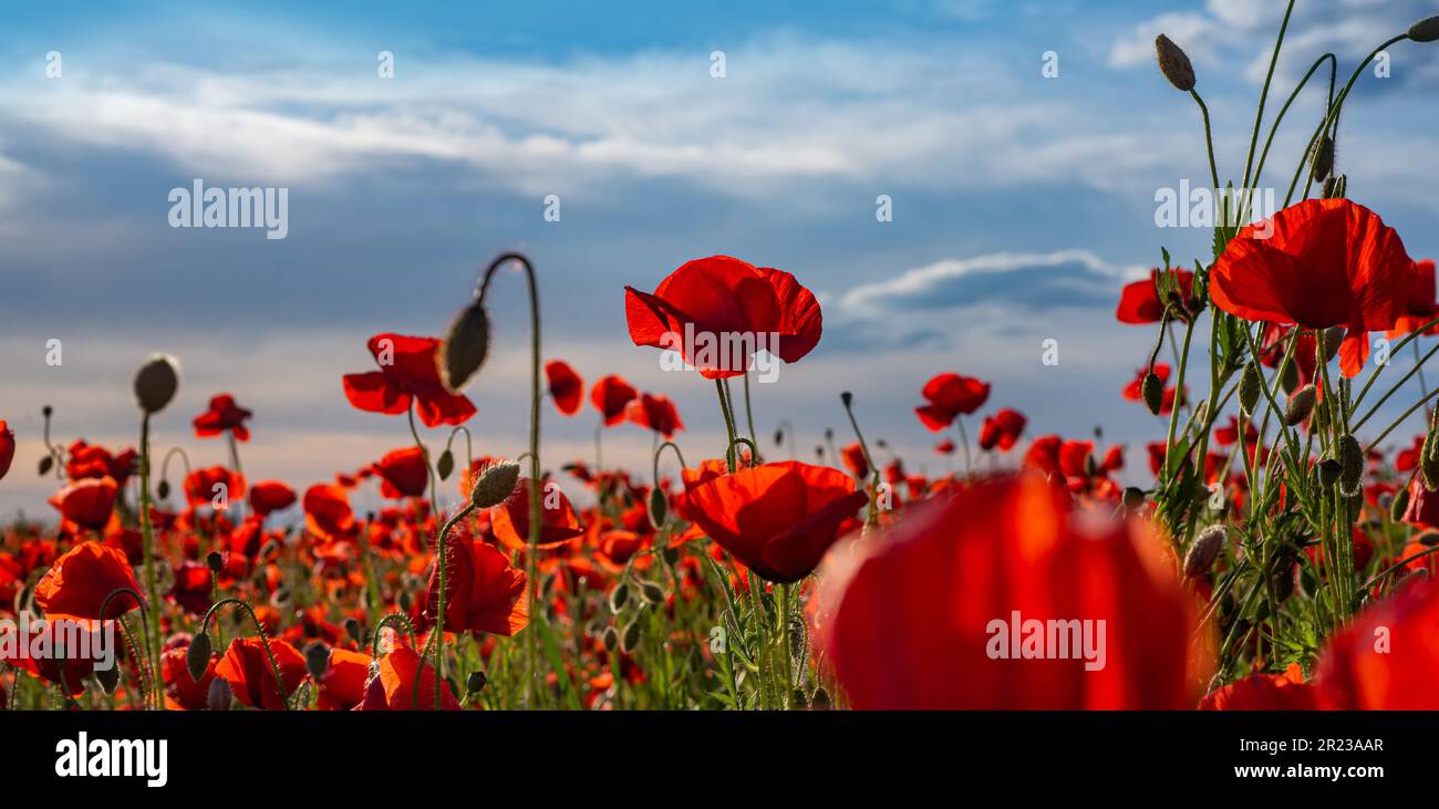 Anzac background. Poppy field, Remembrance Memorial day. Red poppies ...