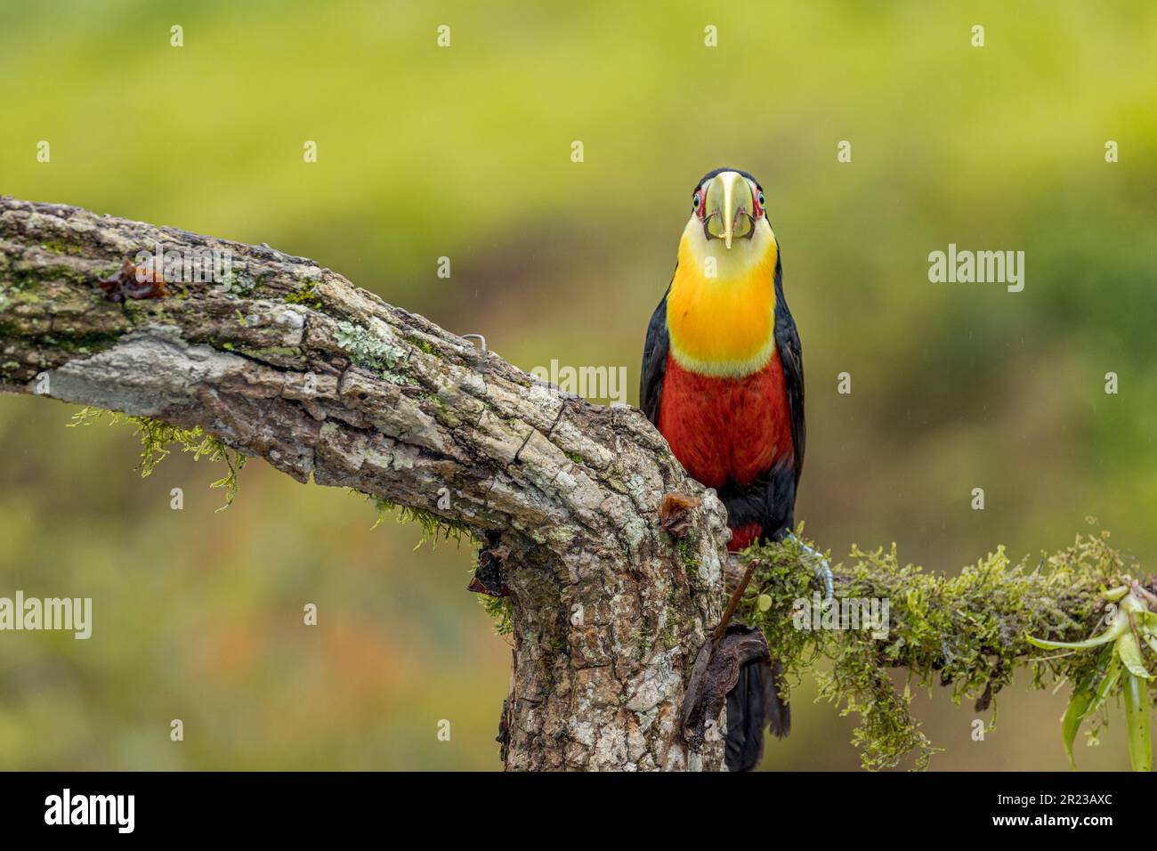 A Red-breasted toucan (Ramphastos dicolorus) perched in a tree in the ...