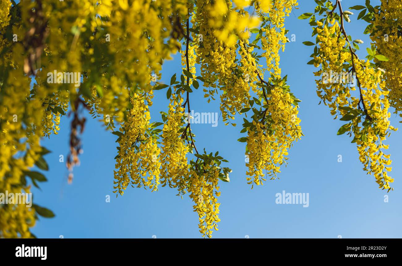 Chain hanging flower hi-res stock photography and images - Alamy