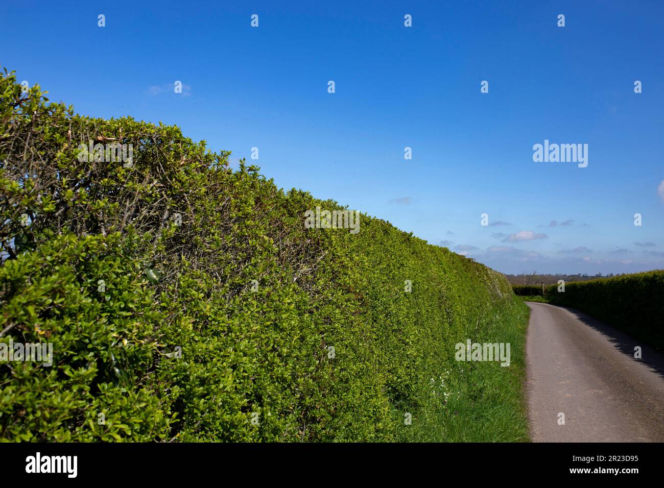 Freshly trimmed hedge hi-res stock photography and images - Alamy