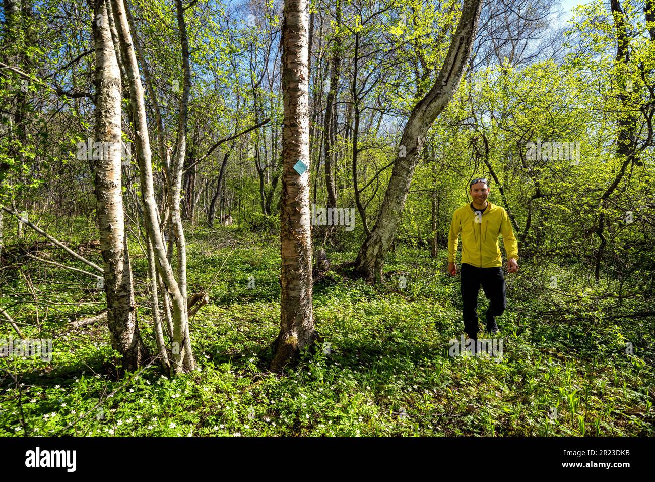 Spring flowers and plants along a nature trail at Gunnarsörarna island ...