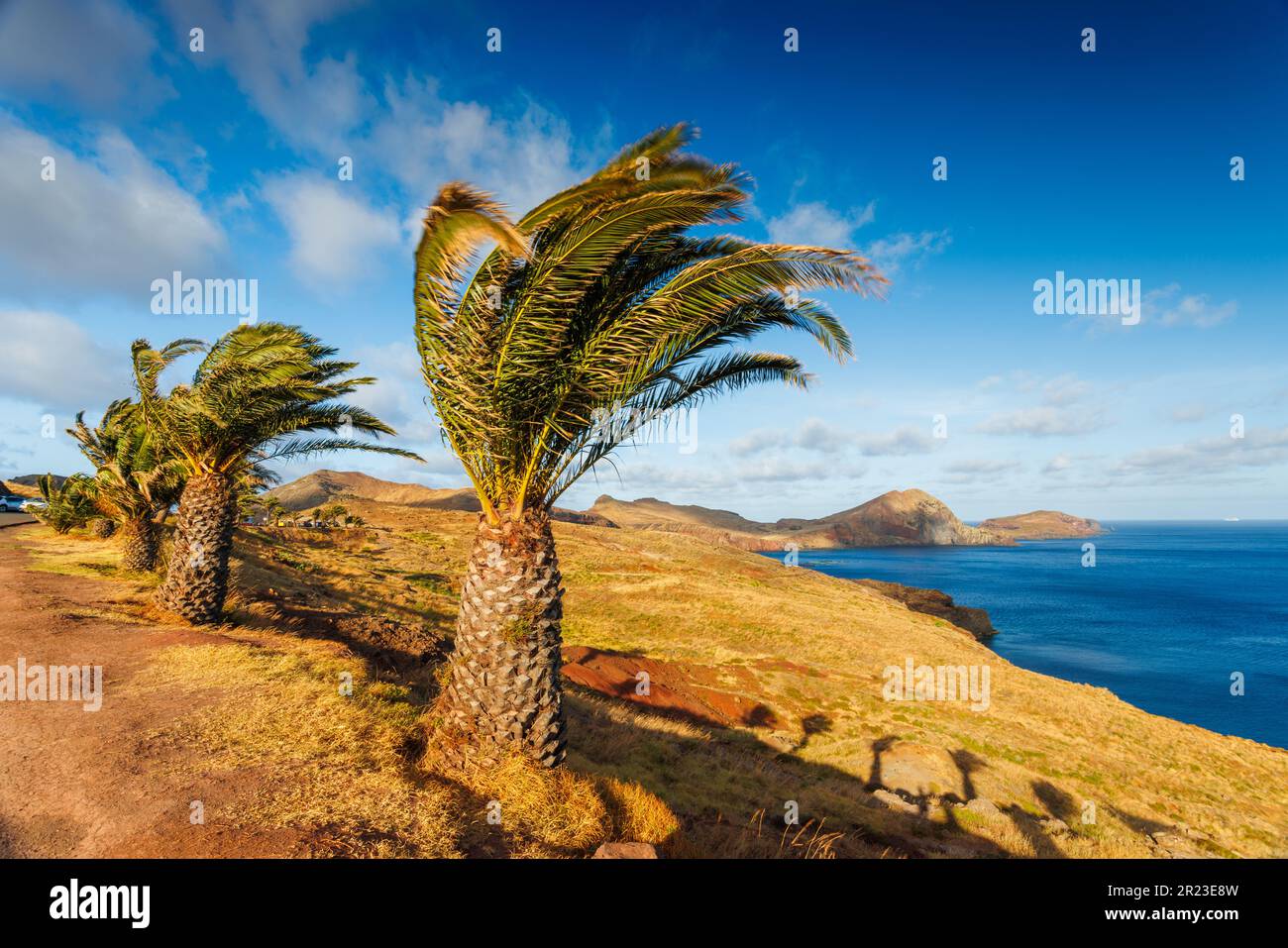 Madeira landscape with a palm tree, background of Madeira Stock Photo ...