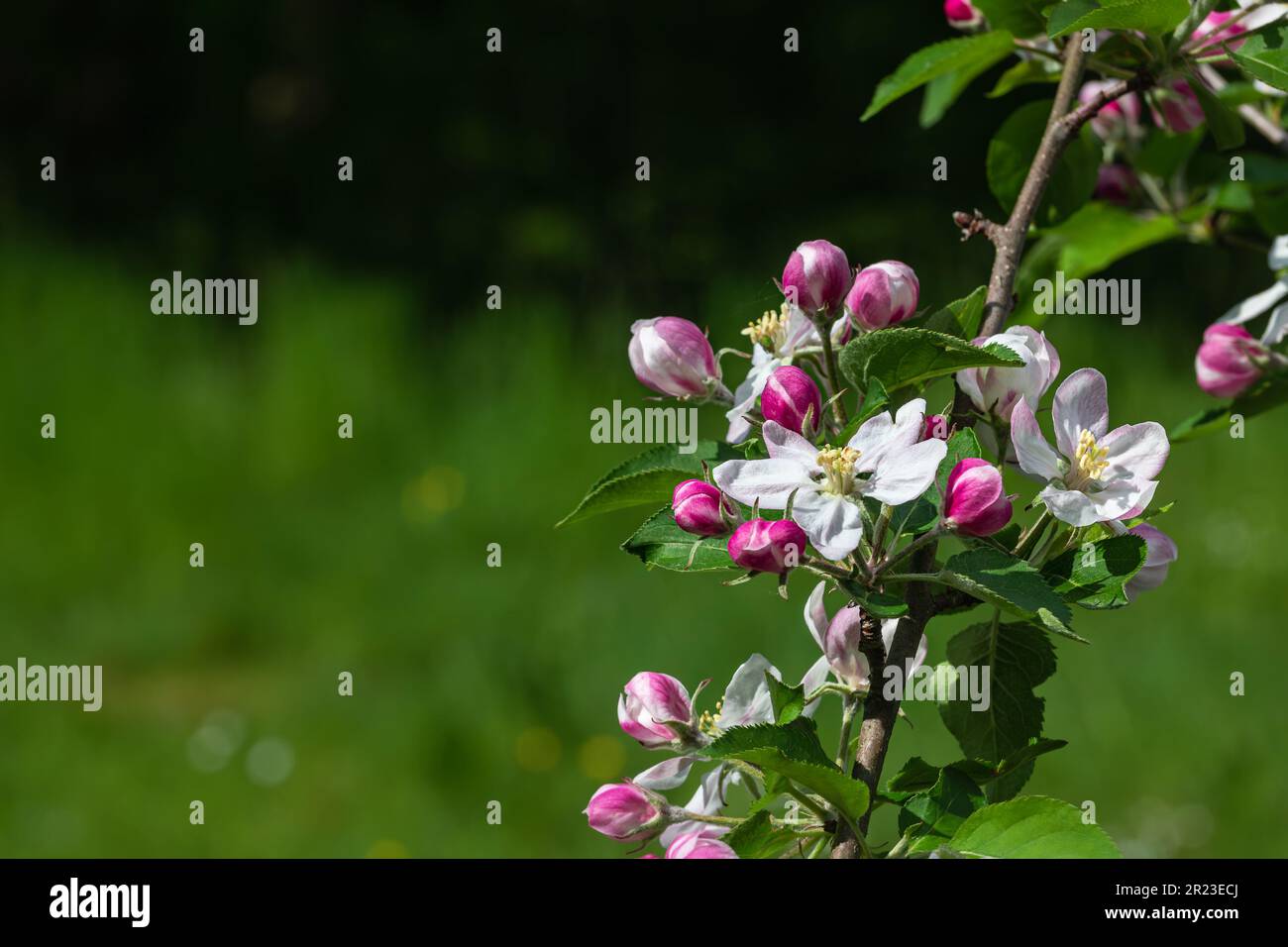Apple flower petals hi-res stock photography and images - Alamy