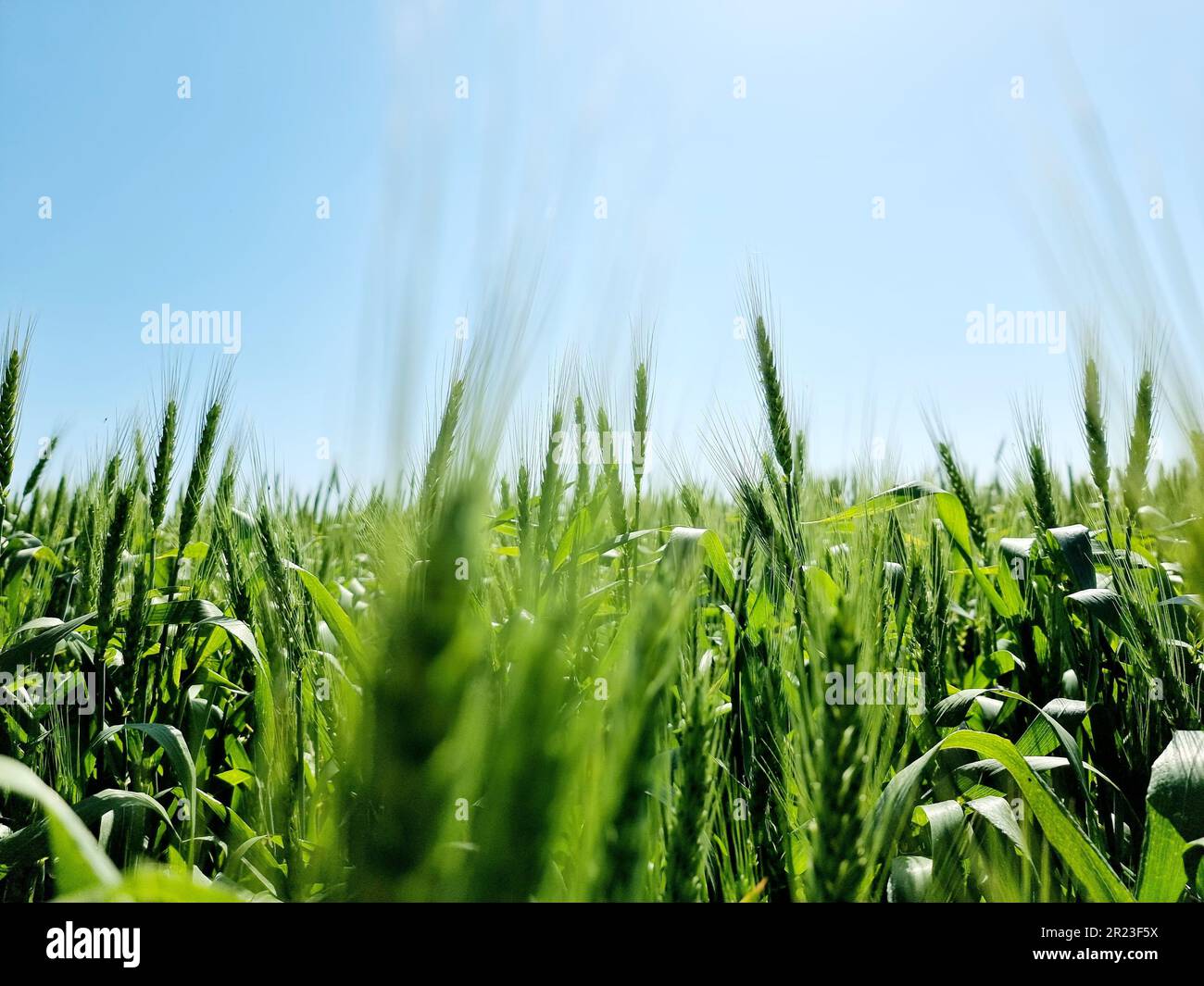 A vibrant, sun-drenched green field filled with lush oats on a blue sky ...