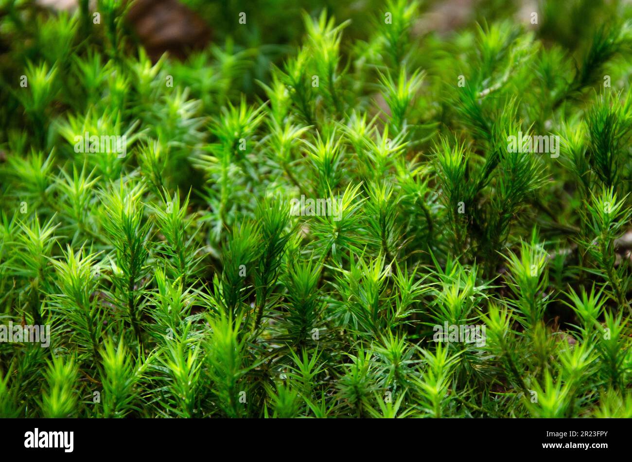 Common hairmoss close up photo. Spring morning. Polytrichum commune ...