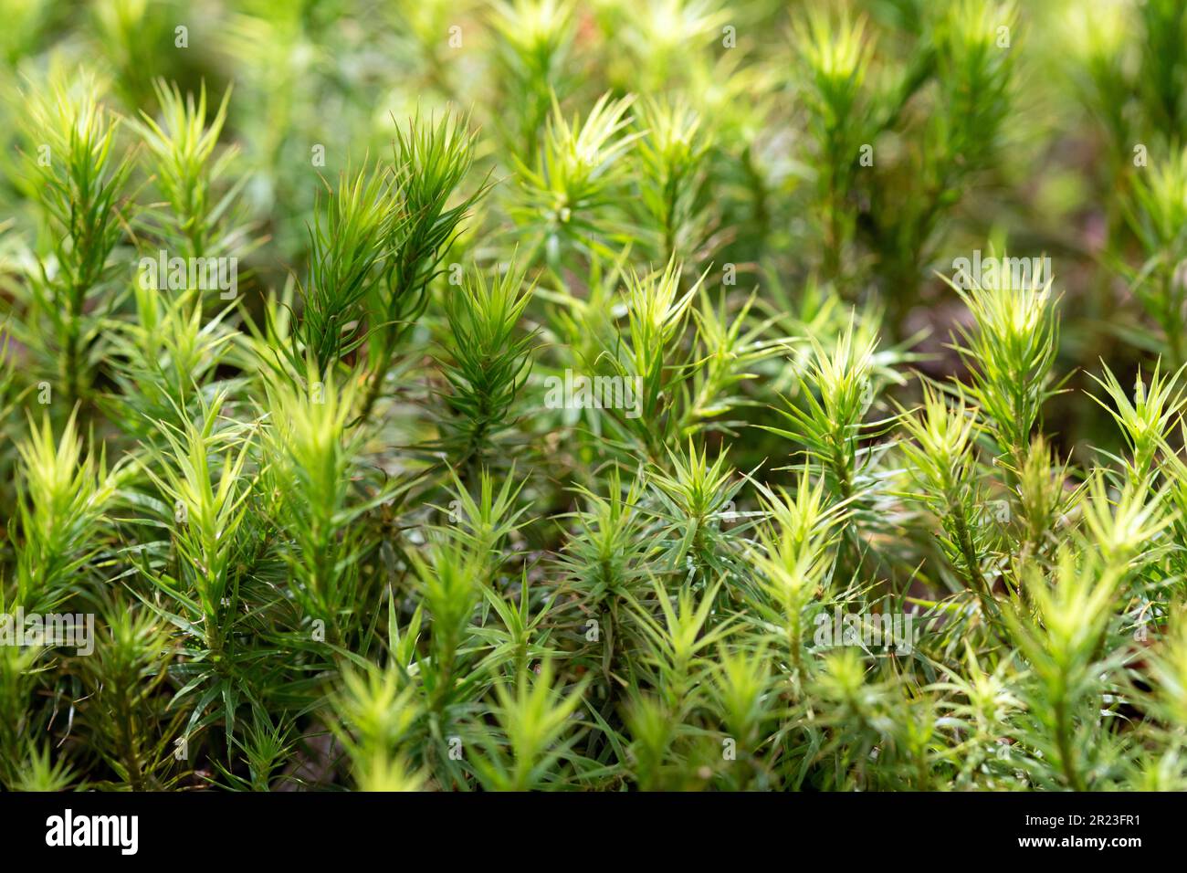 Common hairmoss close up photo. Spring morning. Polytrichum commune ...