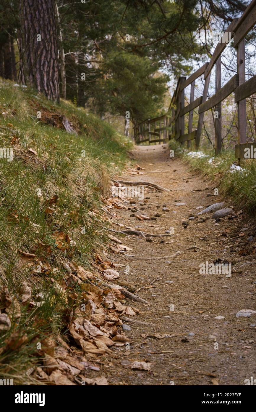 Forest Path with wooden rail, low angle view Stock Photo - Alamy